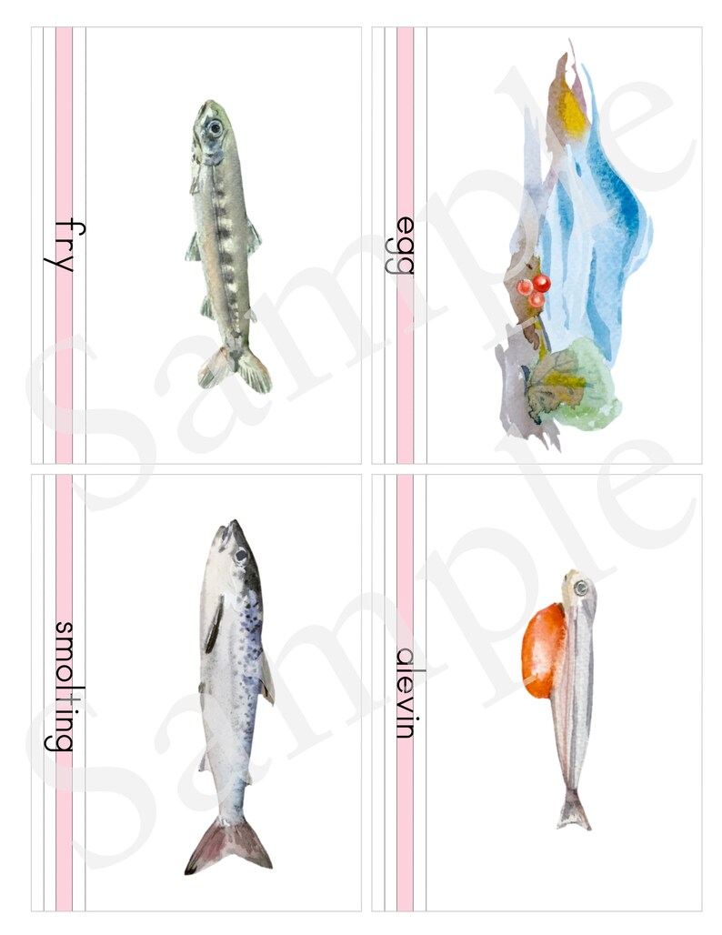 SALMON Life Cycle - 3 Part Nomenclature Cards - Montessori Zoology ...