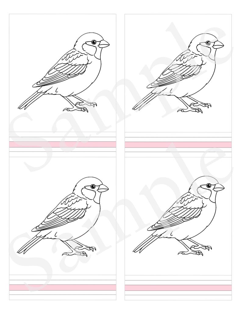 PARTS of the BIRD - 3 Part Nomenclature Cards - Montessori Zoology ...