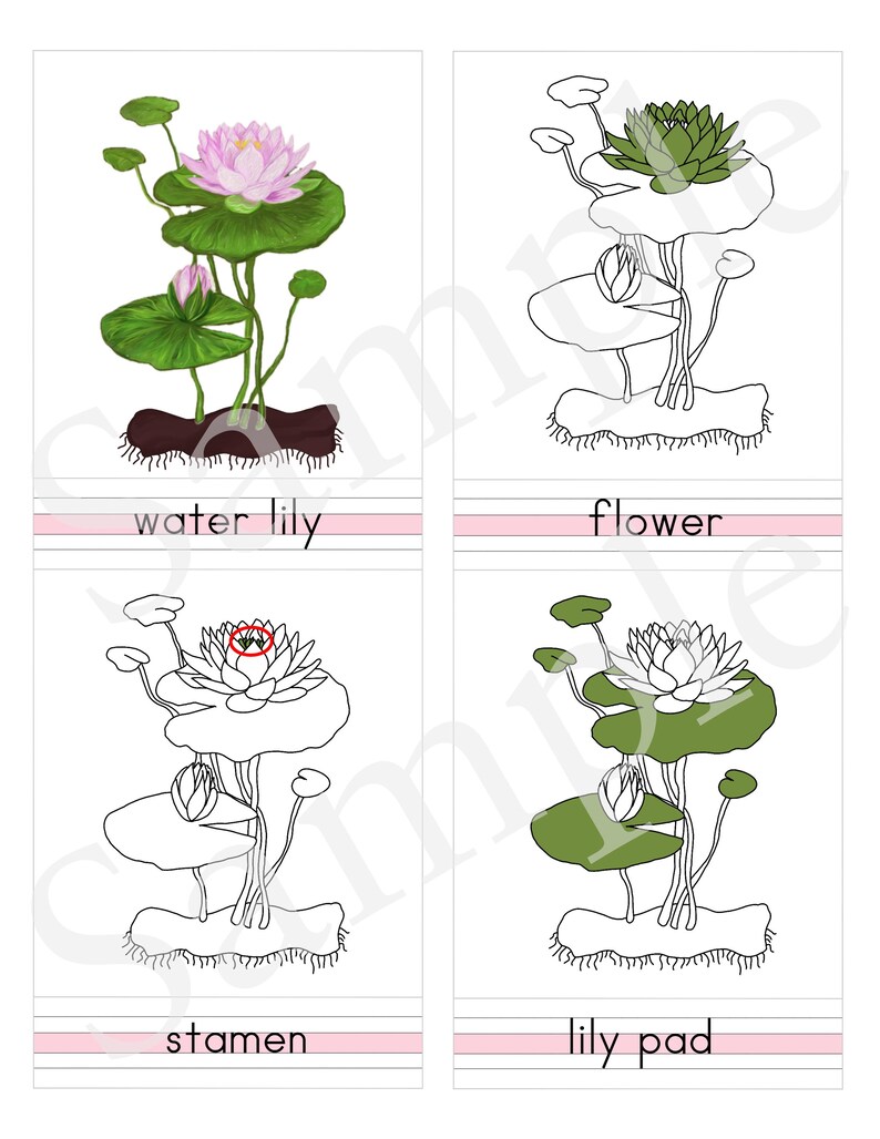 PARTS of the WATER LILY - 3 Part Nomenclature Cards - Montessori Botany ...
