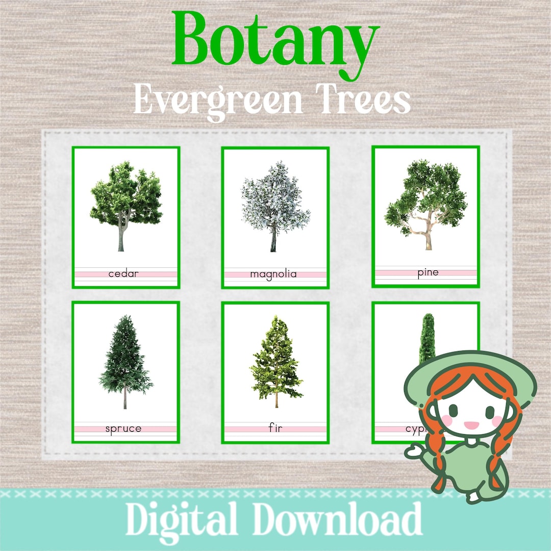 EVERGREEN TREES - 3 Part Nomenclature Cards - Montessori Botany Science ...