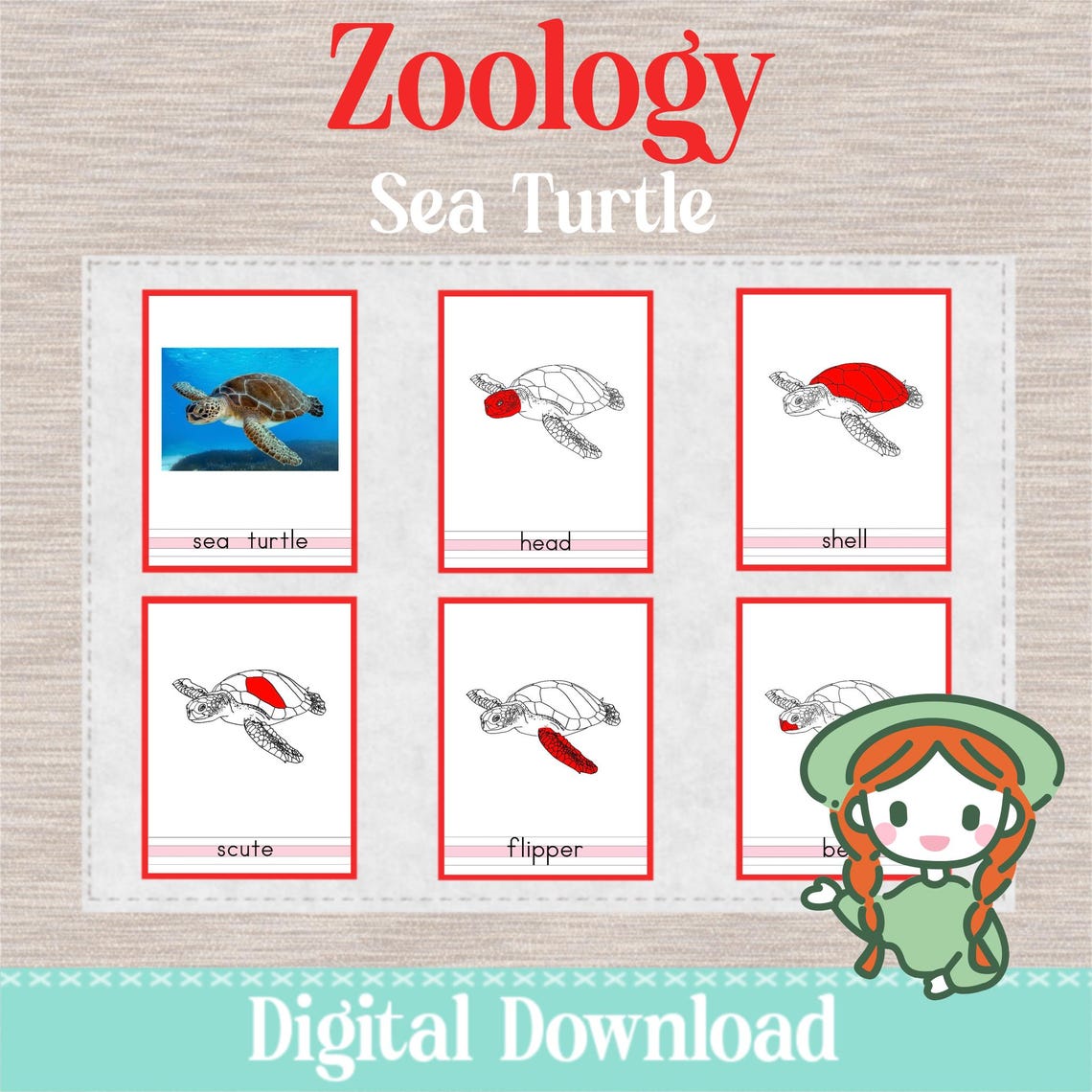 PARTS of the SEA TURTLE - 3 Part Nomenclature Cards - Montessori ...