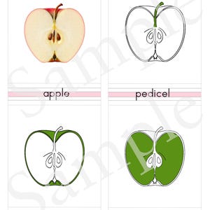 PARTS of the APPLE - 3 Part Nomenclature Cards - Montessori Botany ...