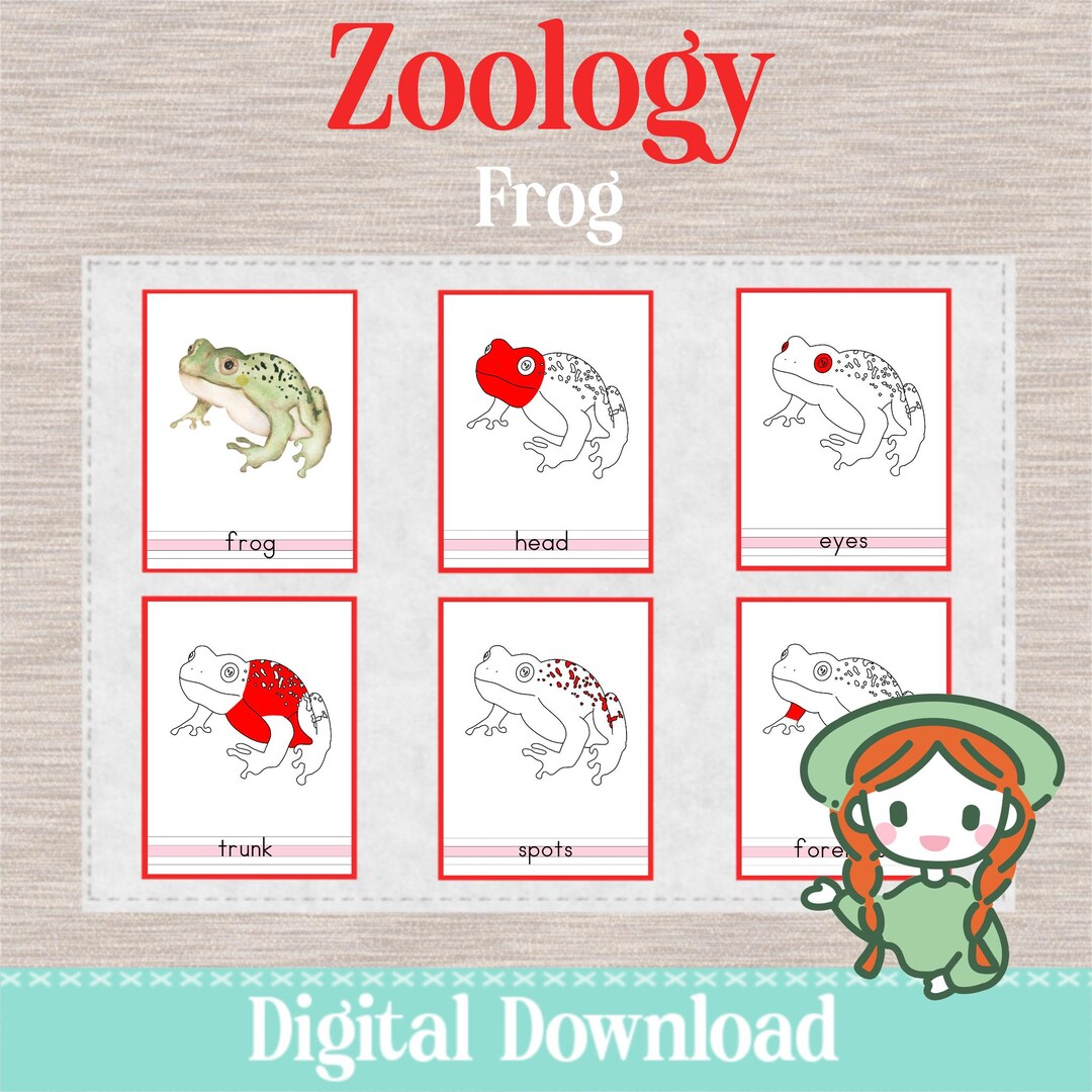 PARTS of the FROG - 3 Part Nomenclature Cards - Montessori Zoology ...