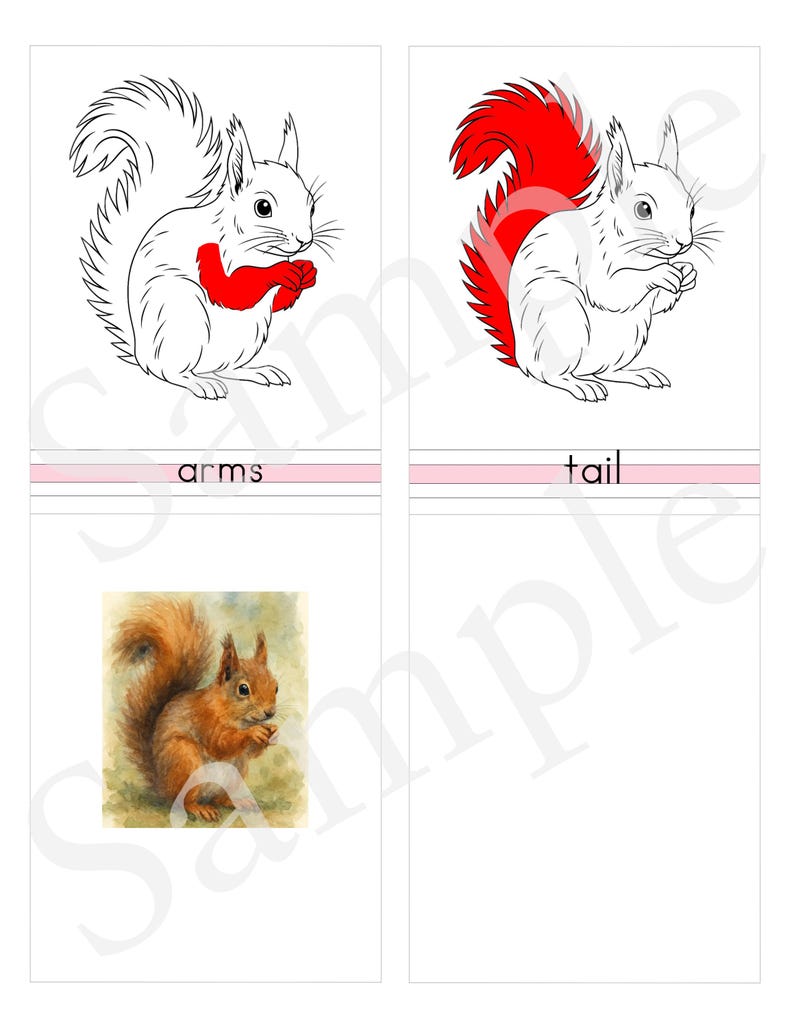 PARTS of the SQUIRREL - 3 Part Nomenclature Cards - Montessori Zoology ...