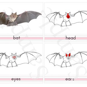 PARTS of the BATS - 3 Part Nomenclature Cards - Montessori Zoology ...