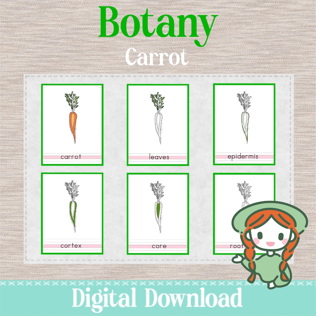 PARTS of the CARROT - 3 Part Nomenclature Cards - Montessori Botany ...