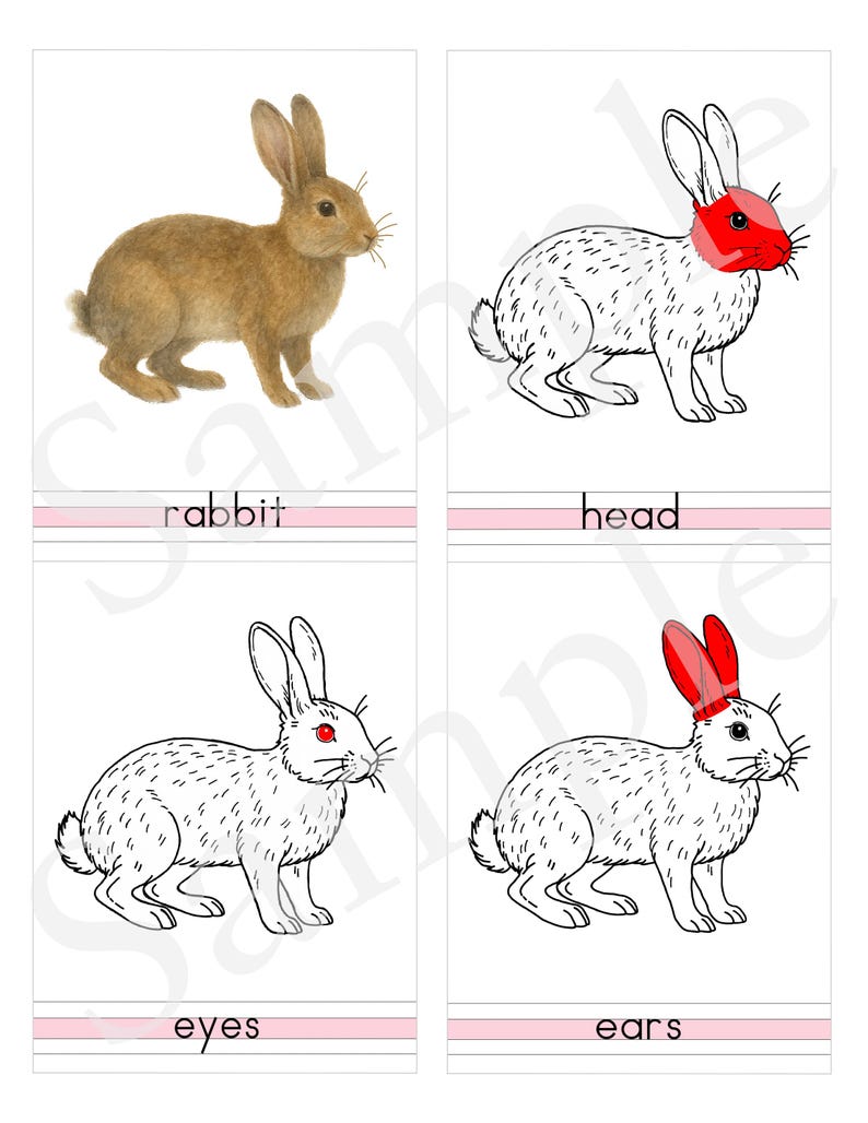 Parts of the RABBIT - 3 Part Nomenclature Cards - Montessori Zoology ...