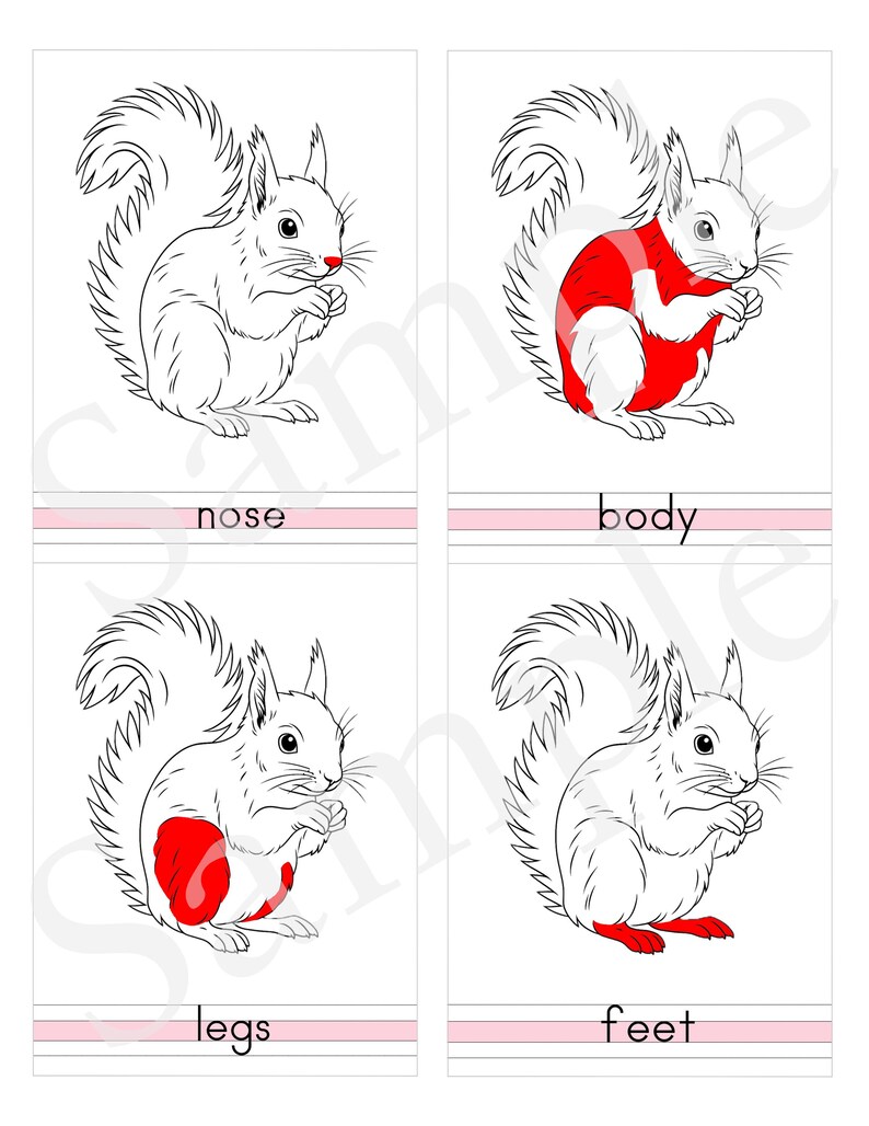 PARTS of the SQUIRREL - 3 Part Nomenclature Cards - Montessori Zoology ...