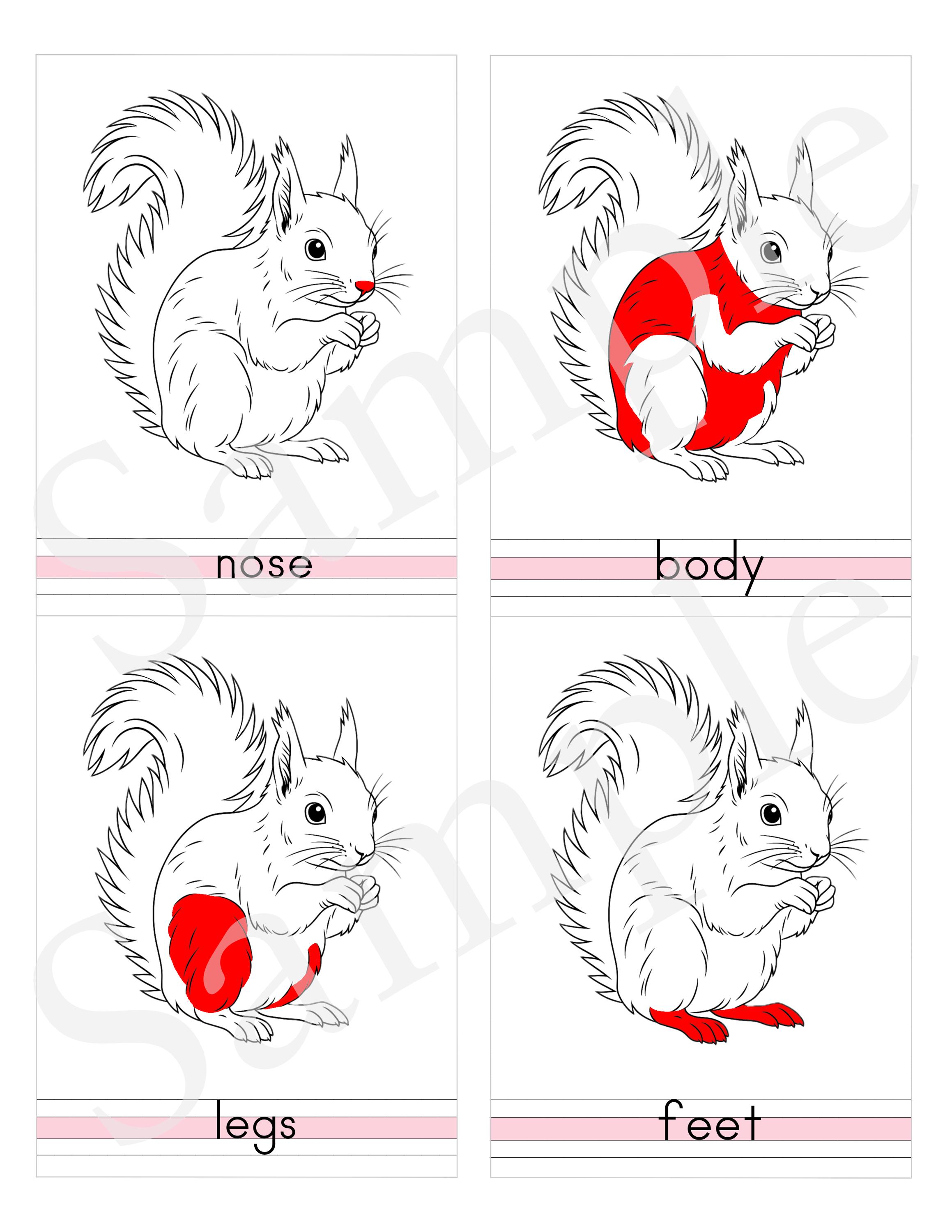 PARTS of the SQUIRREL - 3 Part Nomenclature Cards - Montessori Zoology ...