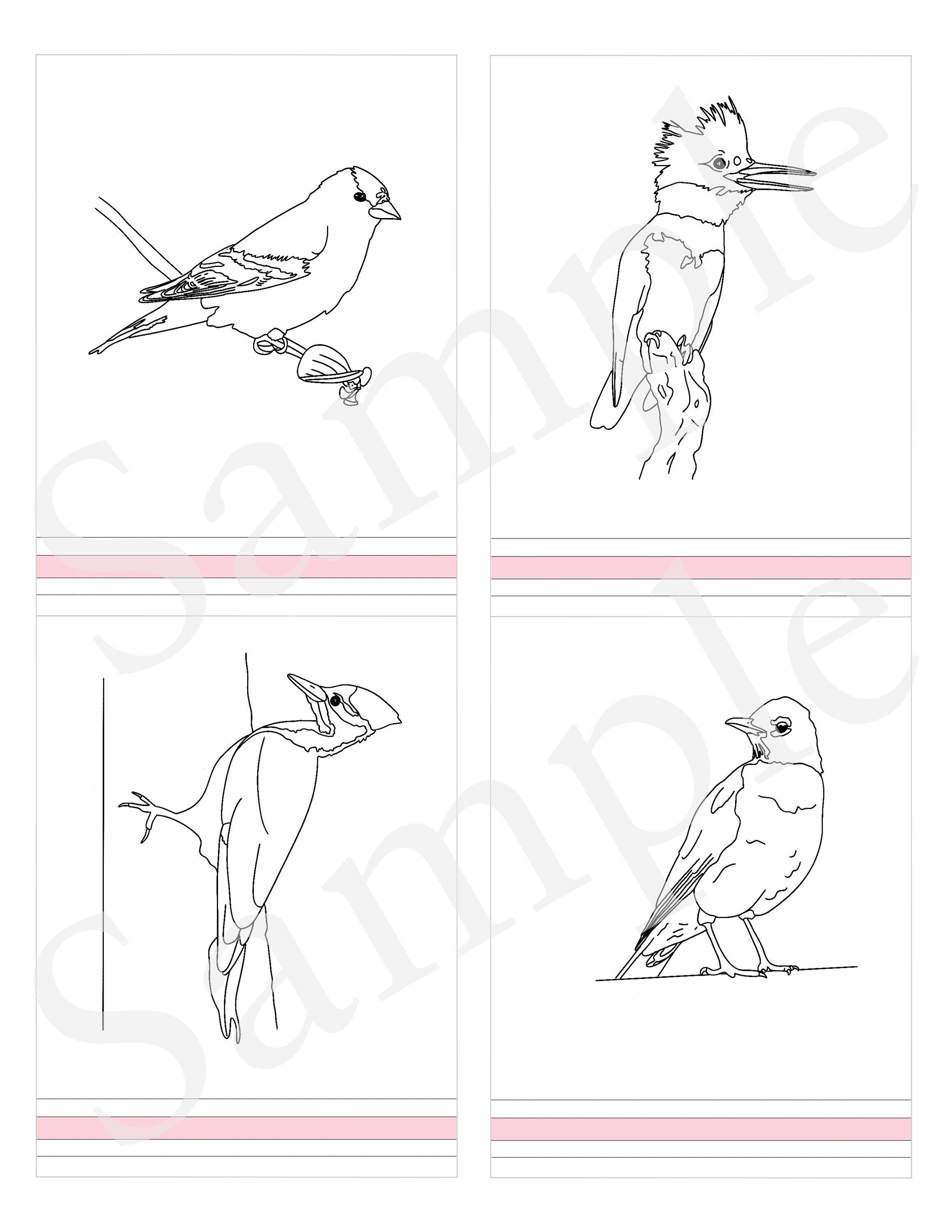 Common BIRDS - 3 Part Nomenclature Cards - Montessori Zoology Science ...