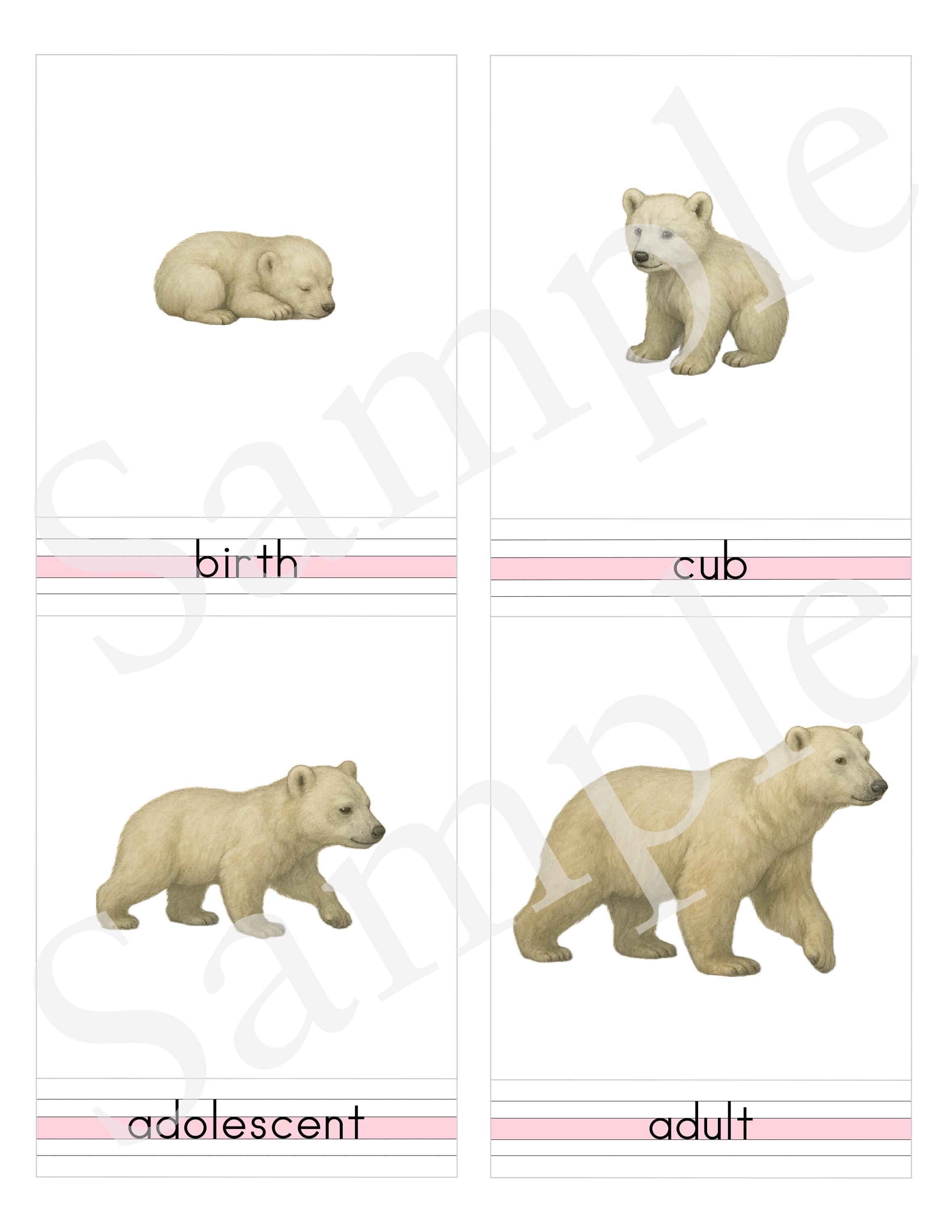 POLAR BEAR Life Cycle - 3 Part Nomenclature Cards - Montessori Zoology ...