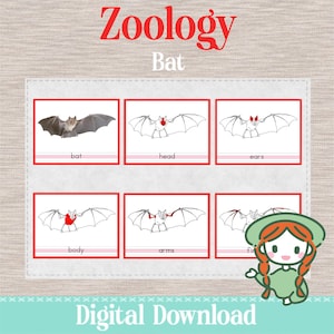 PARTS of the BATS - 3 Part Nomenclature Cards - Montessori Zoology ...