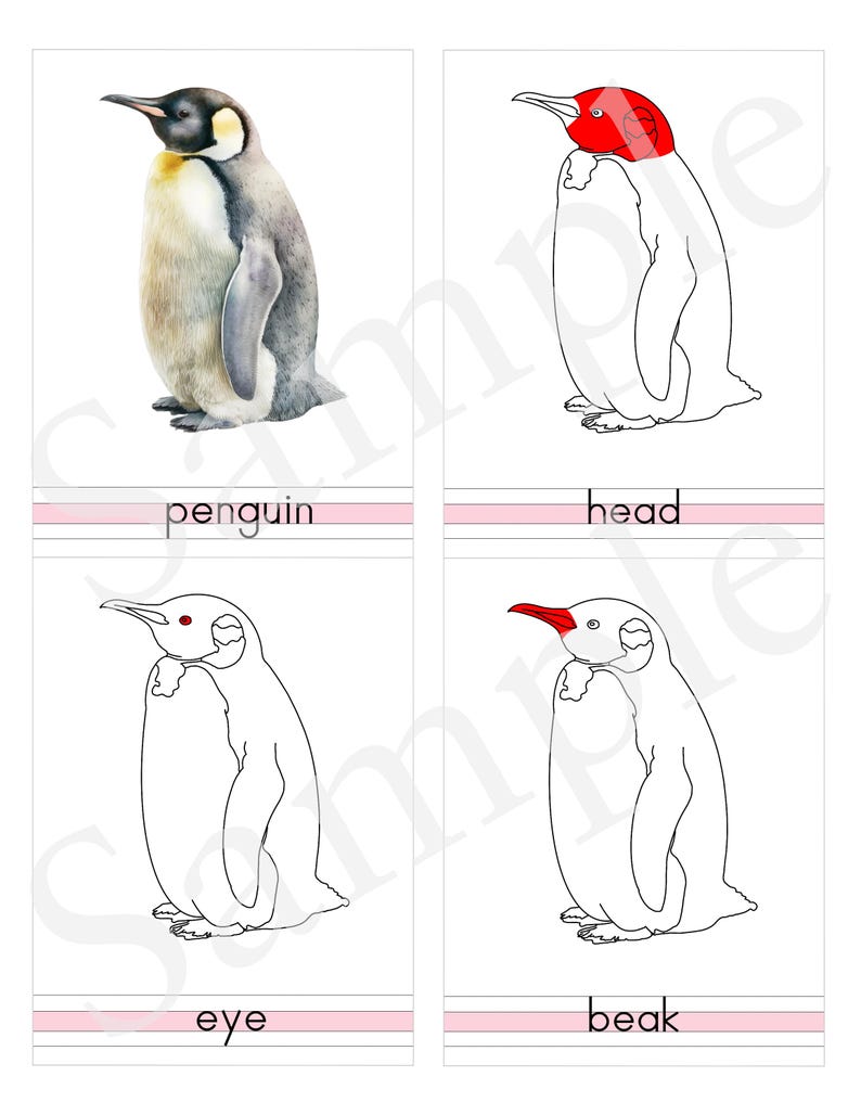 Parts of the PENGUIN - 3 Part Nomenclature Cards - Montessori Zoology ...