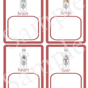 Human INTERNAL ORGANS Anatomy Montessori Pre Reading Language Matching ...