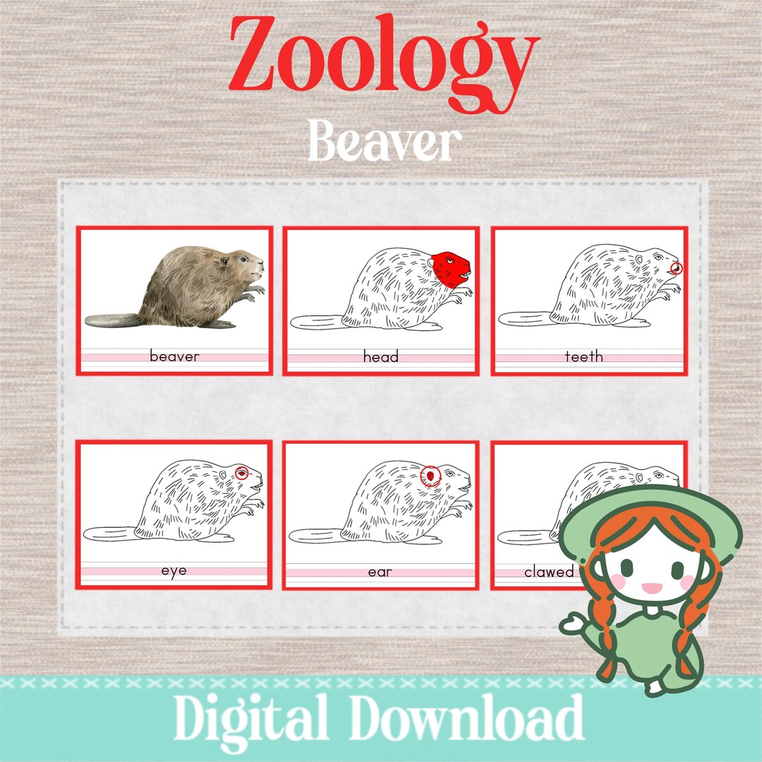 PARTS of the BEAVER - 3 Part Nomenclature Cards - Montessori Zoology ...