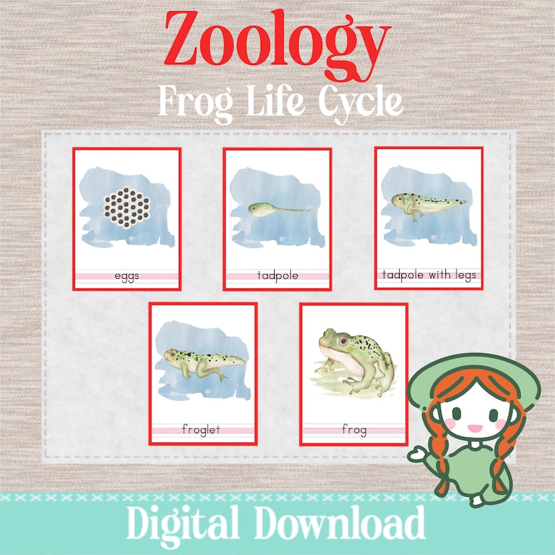 FROG Life Cycle - 3 Part Nomenclature Cards - Montessori Zoology ...
