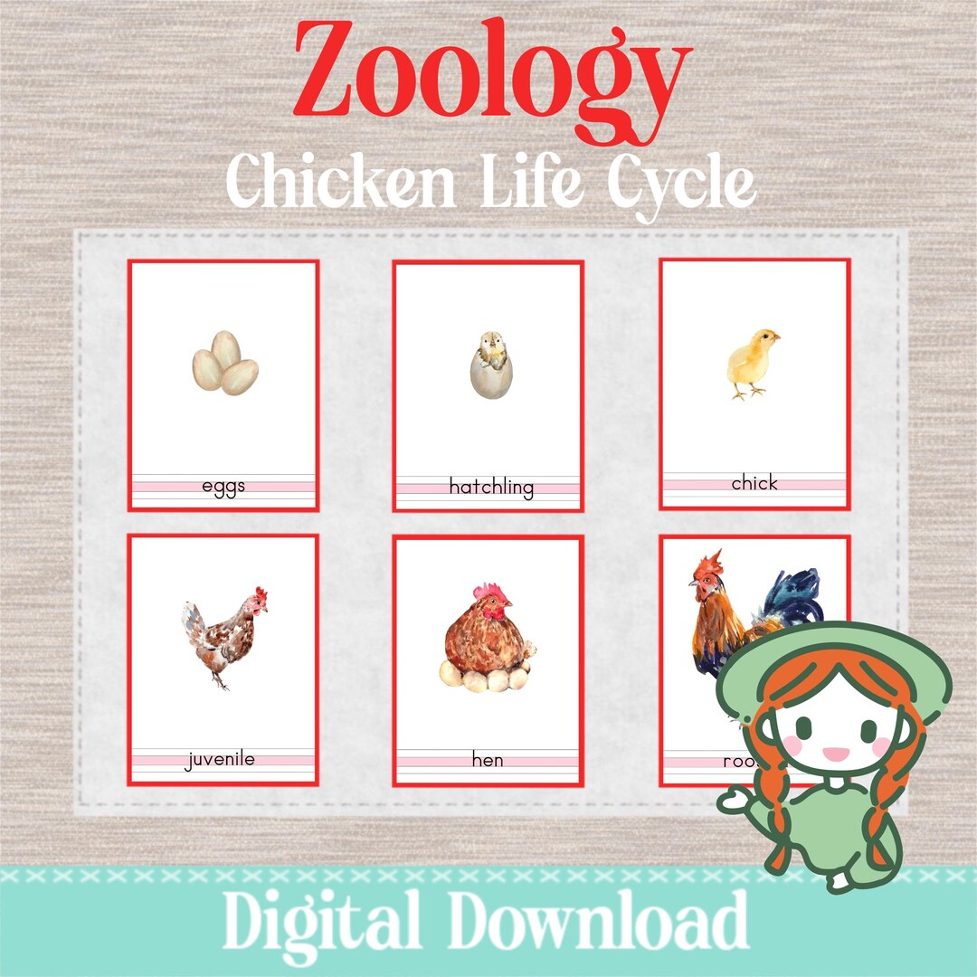 CHICKEN Life Cycle - 3 Part Nomenclature Cards - Montessori Zoology ...