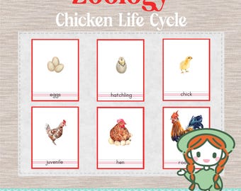 Chicken Life Cycle - Montessori 3 Part Cards - Etsy