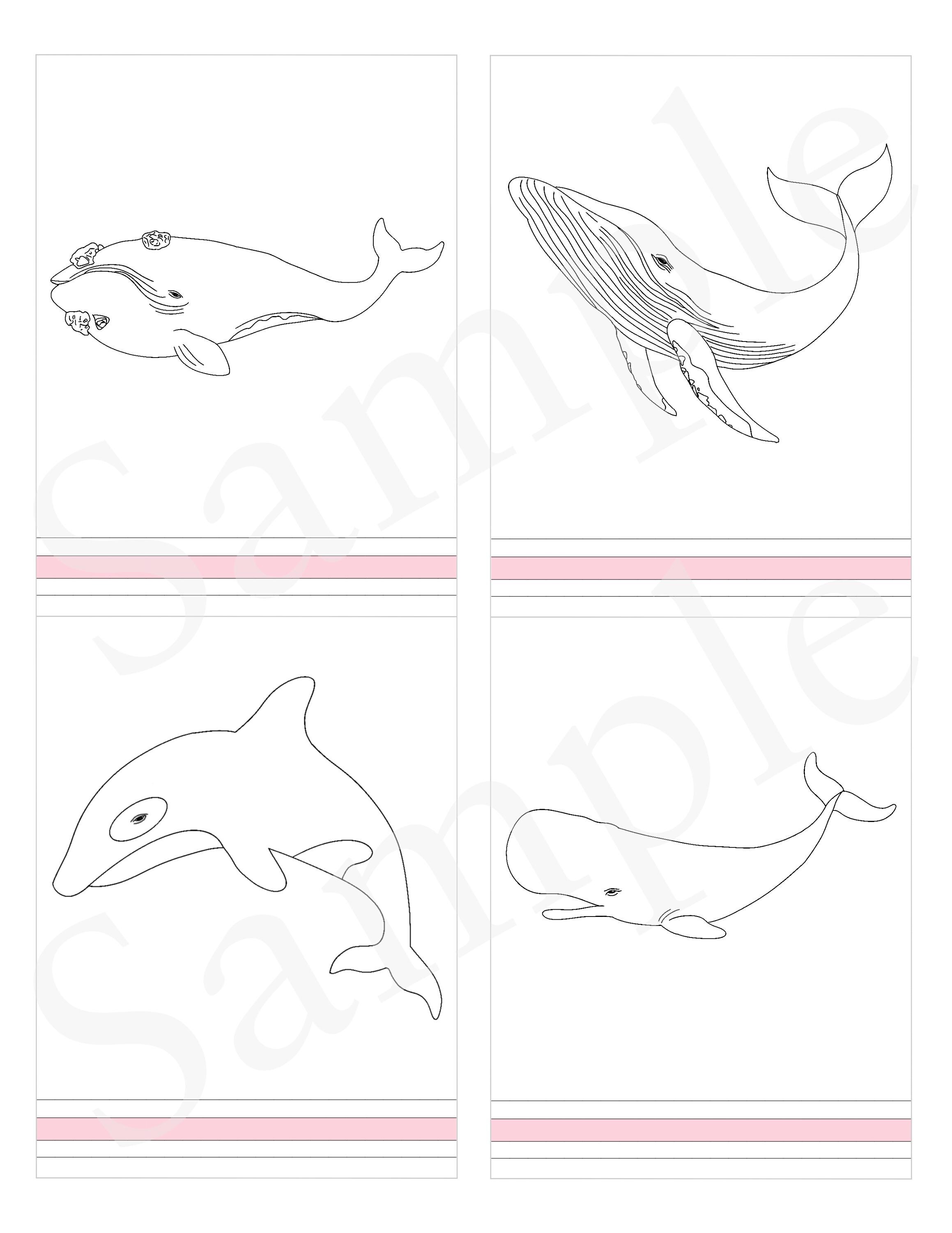 TYPES of WHALES 3 Part Nomenclature Cards - Montessori Zoology Science ...