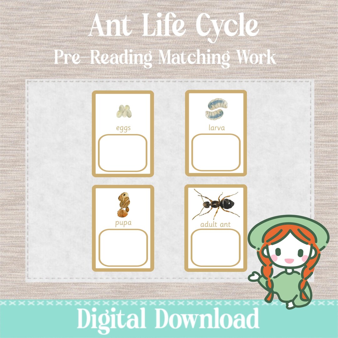 ANT Life Cycle Montessori Pre Reading Language Matching Cards - Etsy