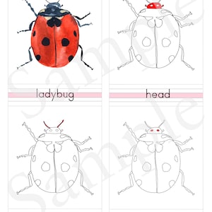 PARTS of the LADYBUG - 3 Part Nomenclature Cards - Montessori Zoology ...