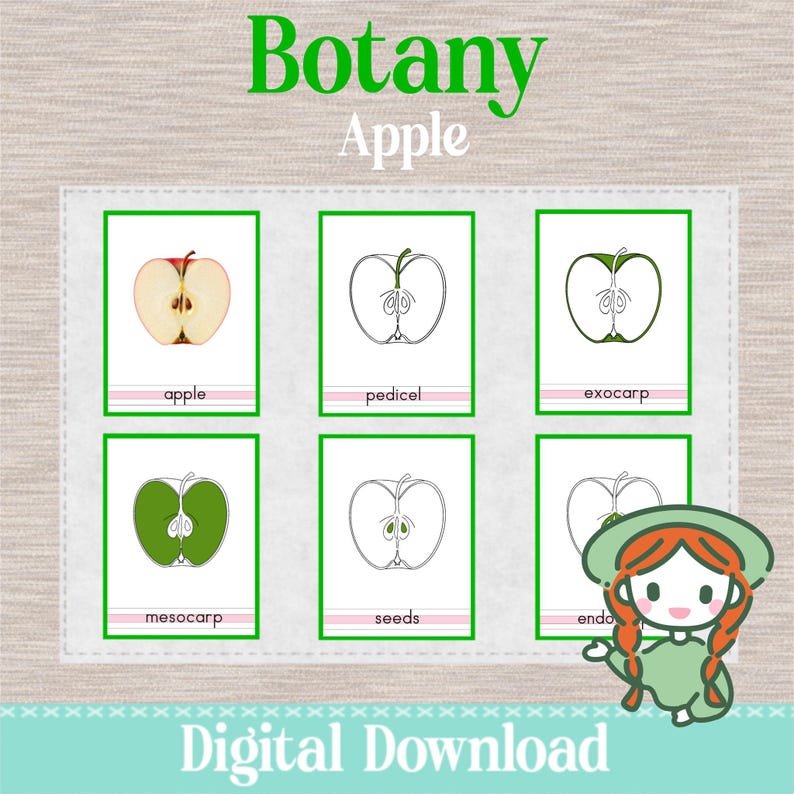 PARTS of the APPLE - 3 Part Nomenclature Cards - Montessori Botany ...