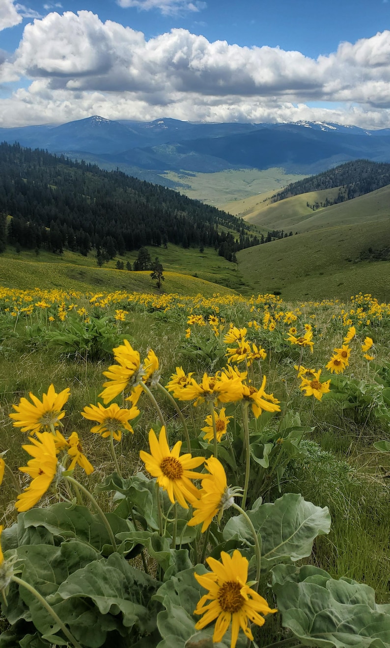 Spring Flowers in the Montana Mountains - Etsy