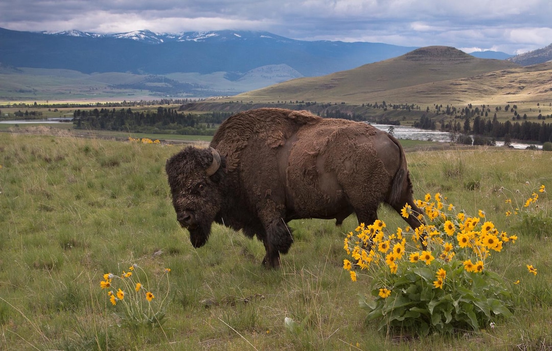 Montana Bison With River and Flowers - Etsy