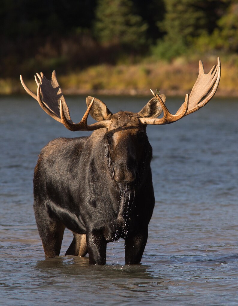 Face to Face With a Moose - Etsy