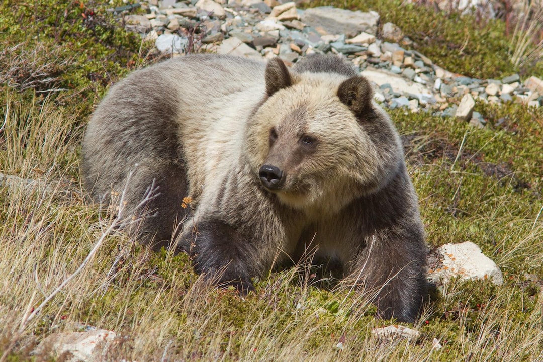 Baby Silver the Chonk Grizzly Bear - Etsy