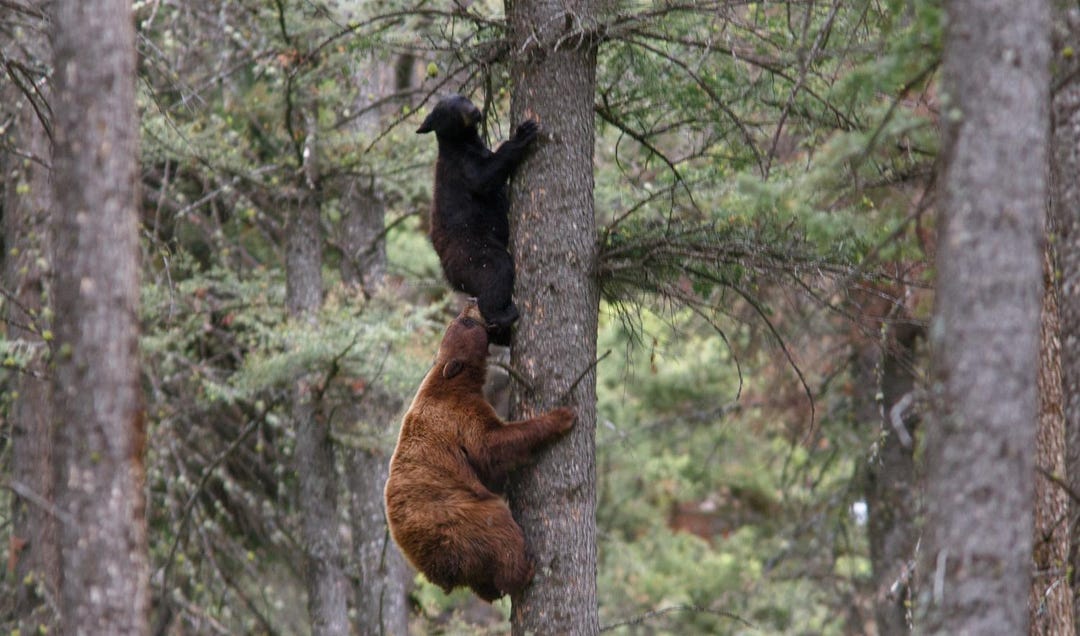 Bear Bites Smaller Bear in Tree - Etsy