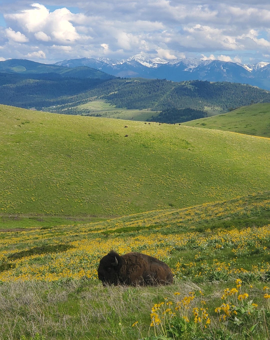 Spring Bison in Montana - Etsy