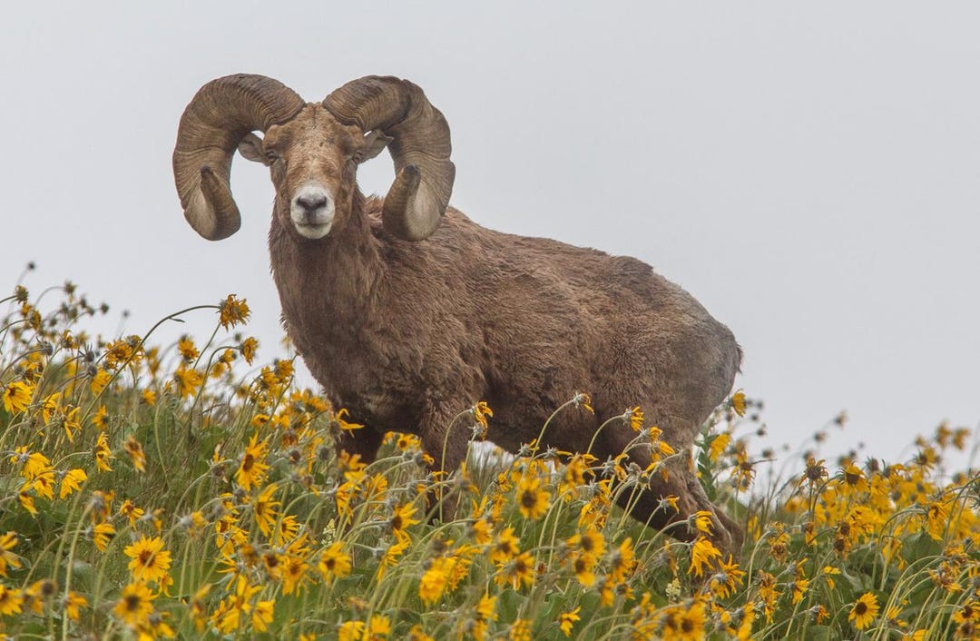 Giant Bighorn Ram in the Flowers - Etsy