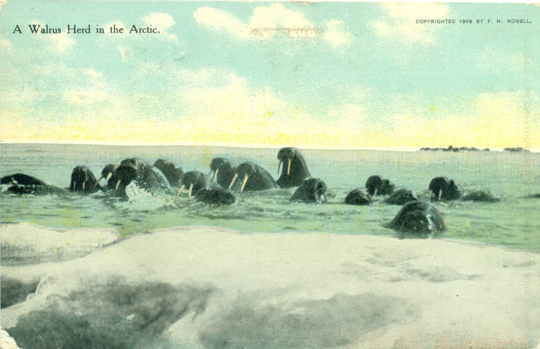 1912 Walrus Herd in the Arctic Color Postcard Mailed Lincoln Maine to ...