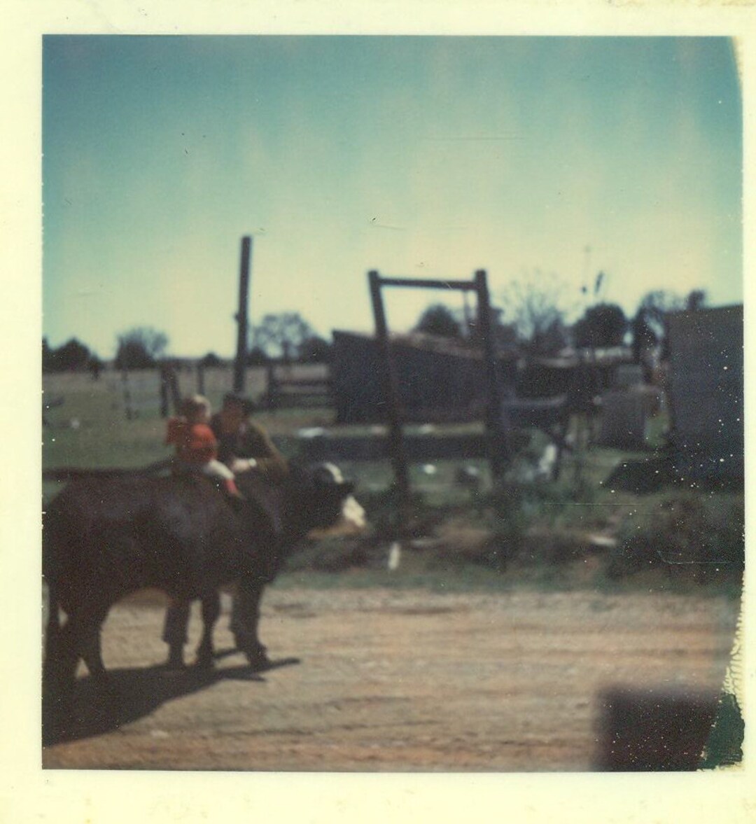 Farm Fun Little Boy Riding a Cow Randy and Jimmy on Scooter Vintage ...