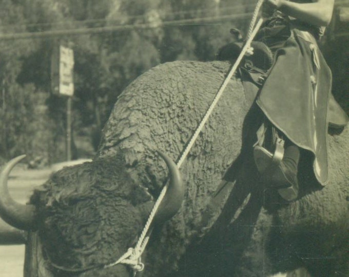 Cowboy Riding a Bison Buffalo Western Man in Chaps Hat Boots Black and ...