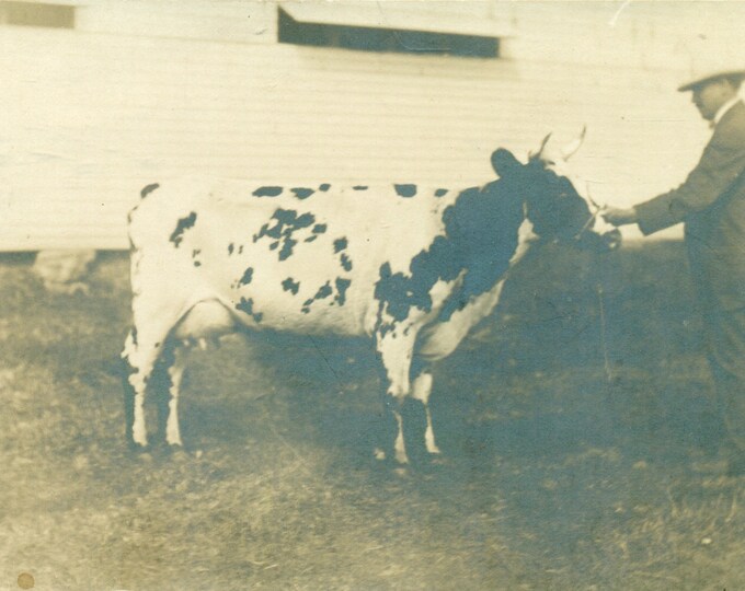 Farmer With Young Dairy Cow Small Horns Utter 1910s RPPC Real Photo ...