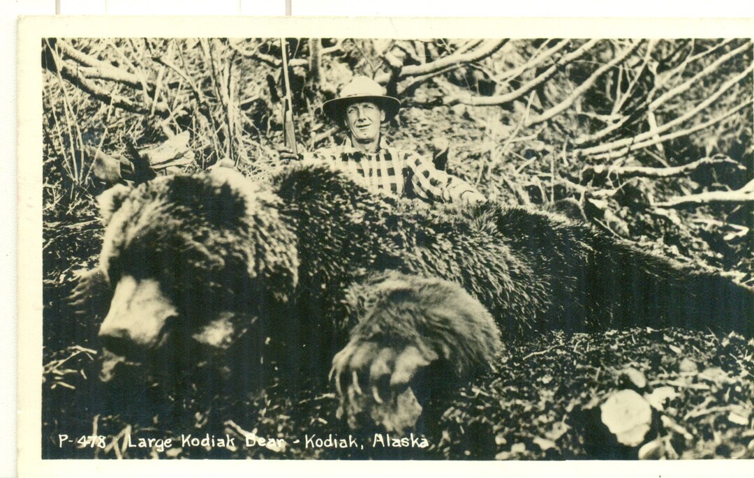 Kodiak Alaska Brown Bear Big Game Hunter 1940s RPPC Postcard Unmailed ...