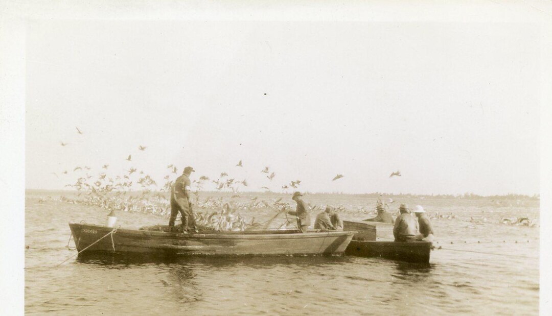 Vintage Alaska Salmon Set Net Fishing Men Pulling Nets Into Boats Gulls ...