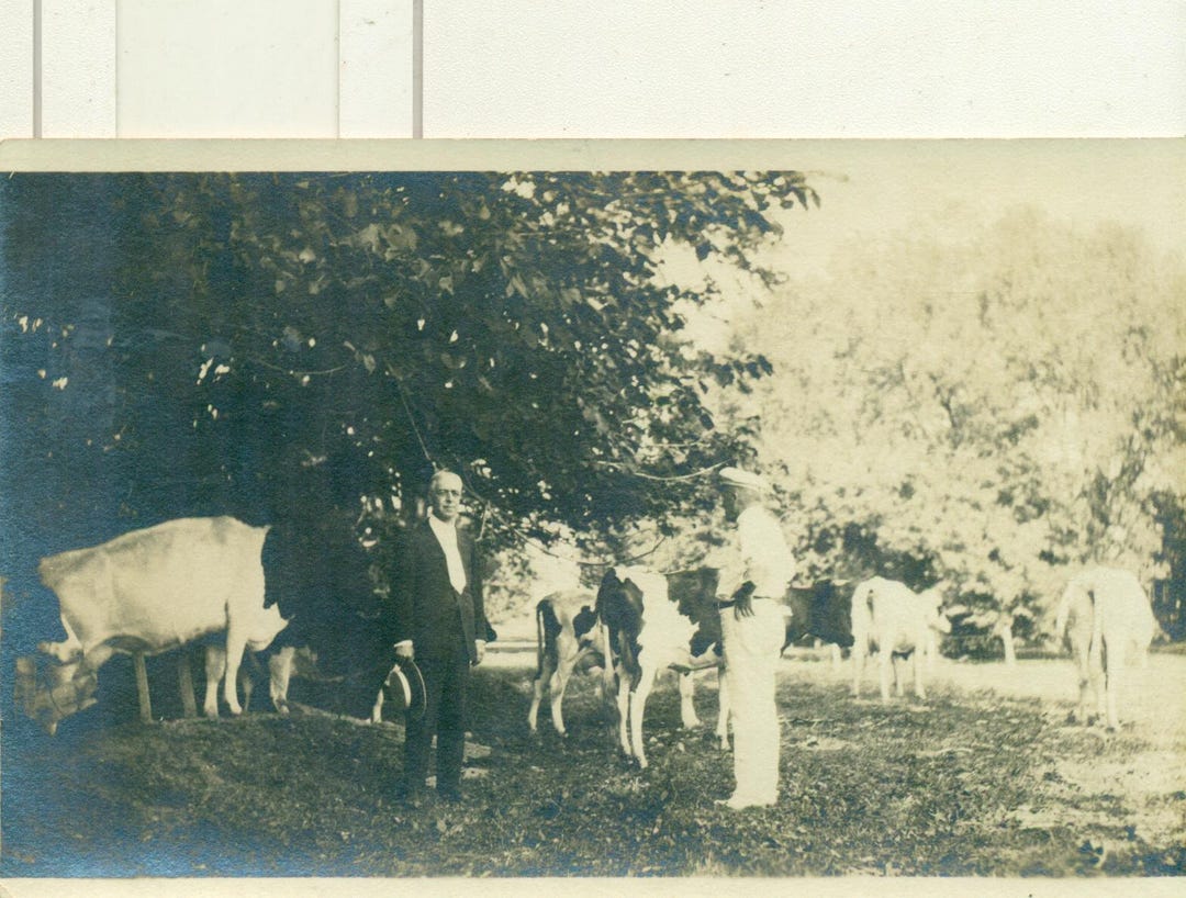 Old Farmers Men Talking Behind the Cows Summer Sun RPPC Real Photo ...