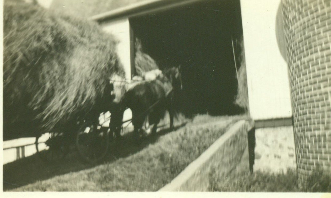 1932 Farm Horse Pulling Giant Hay Wagon Into Barn Antique Vintage Photo ...
