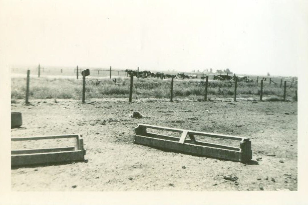 Vintage Cattle Ranch Photo Dry Western Plains Flat Land Cows Troughs ...