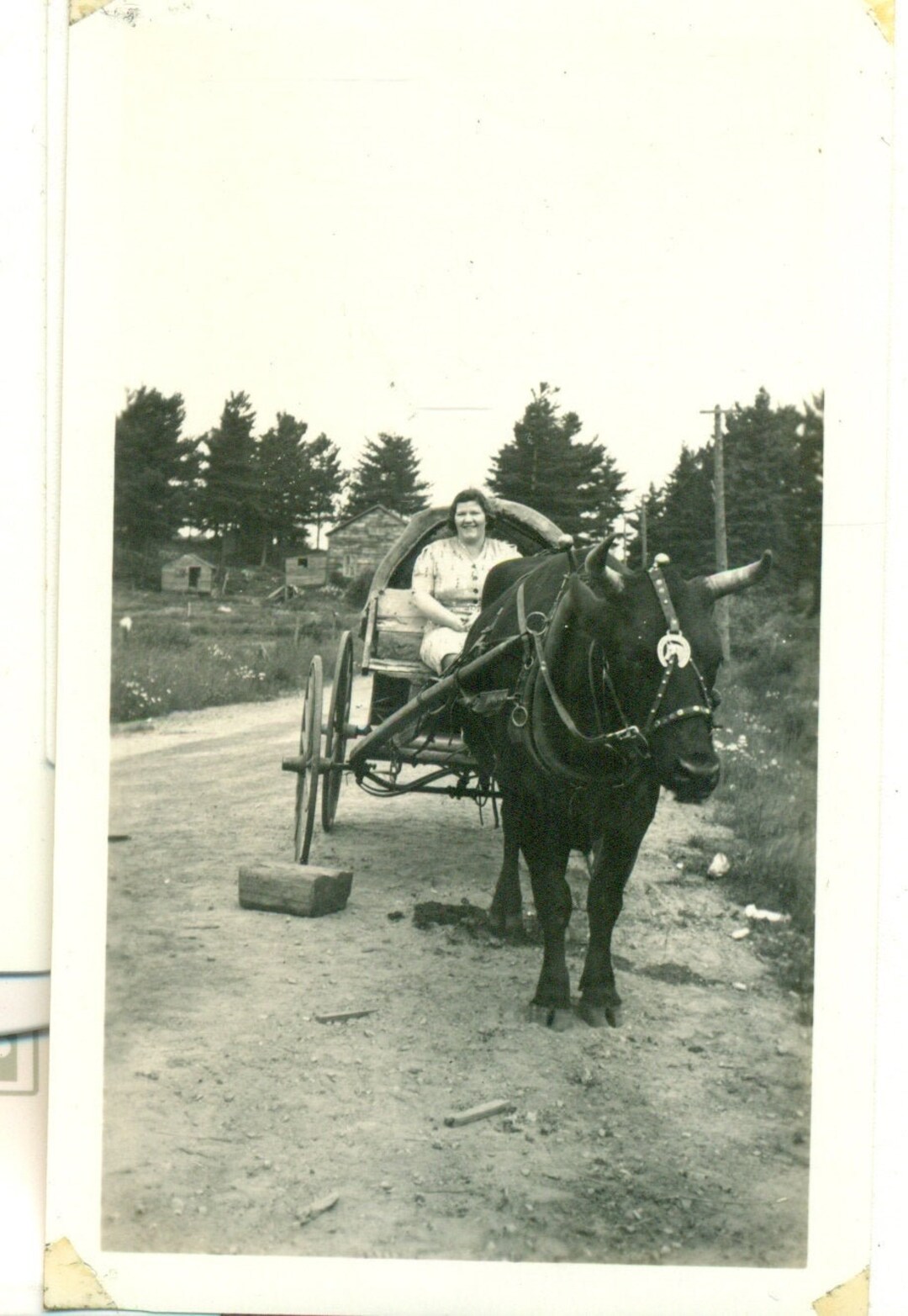1939 Bull Pulling Cart Woman Farm Woman Driver Work Cow Photo Black ...