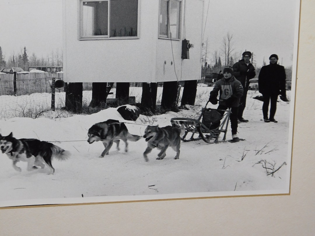 1960s Alaska Sled Dog Racing Junior Boy Husky Sled Dog Race Alaskan ...