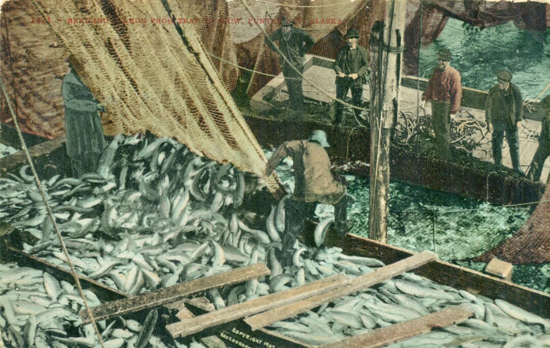 1907 Alaska Commercial Fishing New Boat Salmon Fish Fisherman Postcard Color Unmailed - Etsy