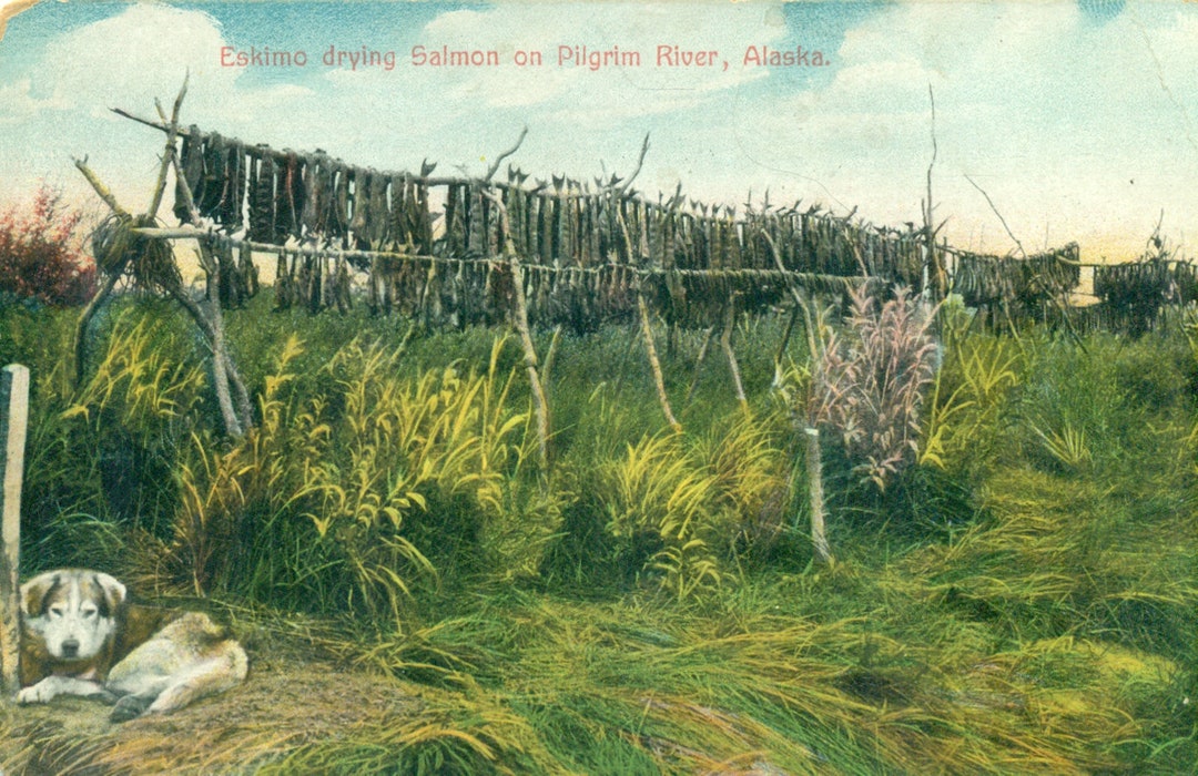 Eskimo Drying Salmon on Pilgrim River Alaska Antique Color Postcard ...