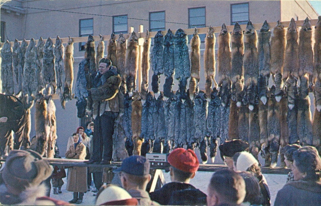 1964 Anchorage Alaska Fur Auction at Rondy Fur Rendezvous Mailed Color ...