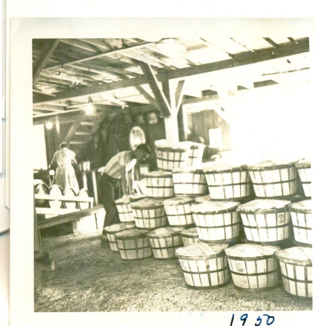 1950 Fruit Apple Orchard Bushel Baskets Stacked Inside Barn Vintage ...