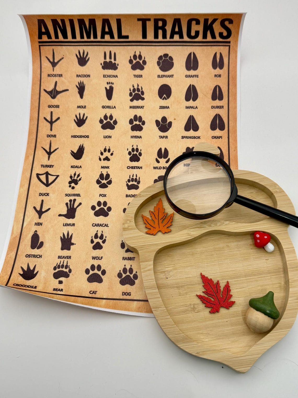 Forest Animal and Foraging Sensory Bin, Woodland Animals, North ...