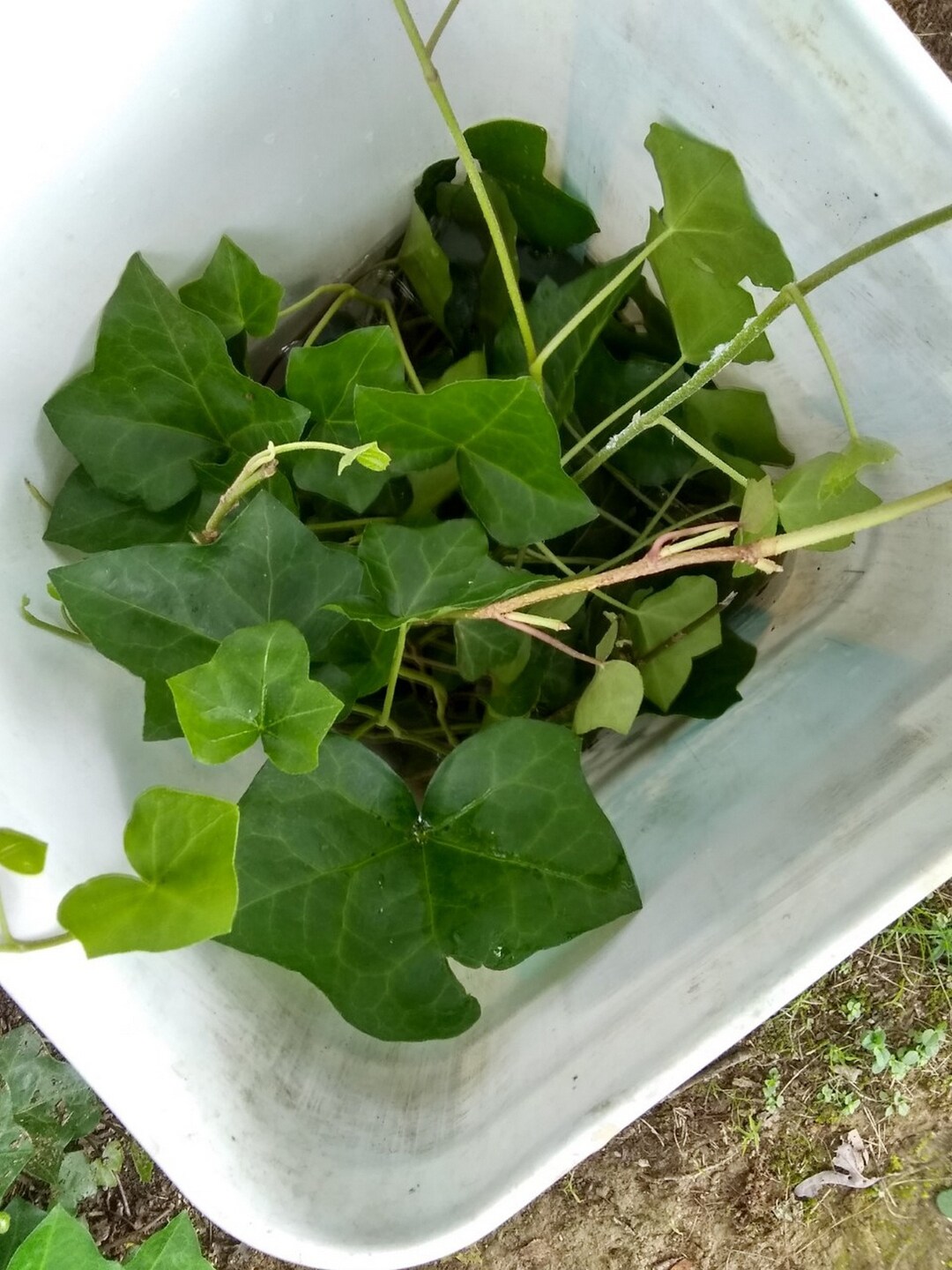 Hand Picked English Thorndale Ivy Approx. 100 Plugs Lustrous Trellising ...